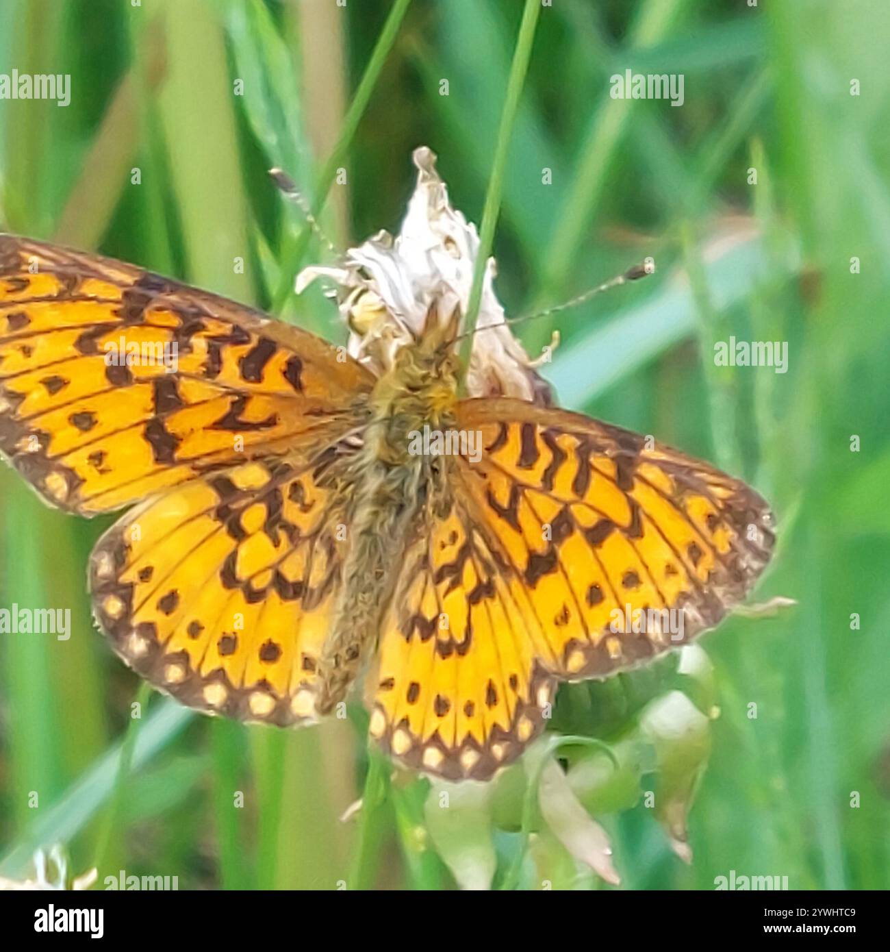 American Silver-bordered Fritillary (Boloria myrina Stock Photo - Alamy