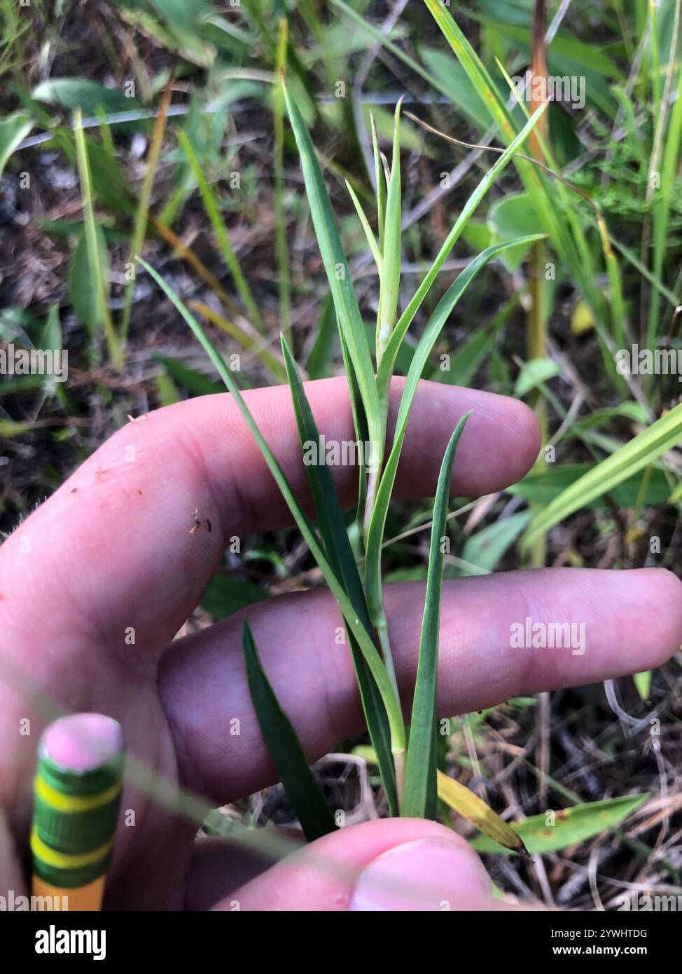 Grass-leaved prairie aster (Eurybia hemispherica Stock Photo - Alamy