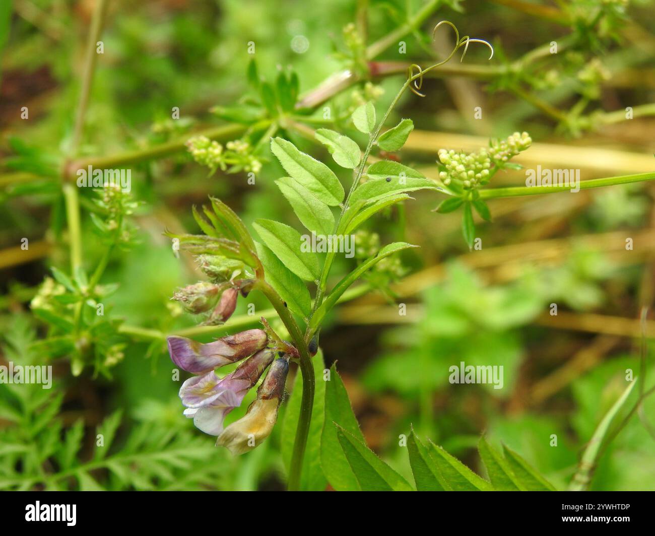 Bush Vetch (Vicia sepium Stock Photo - Alamy