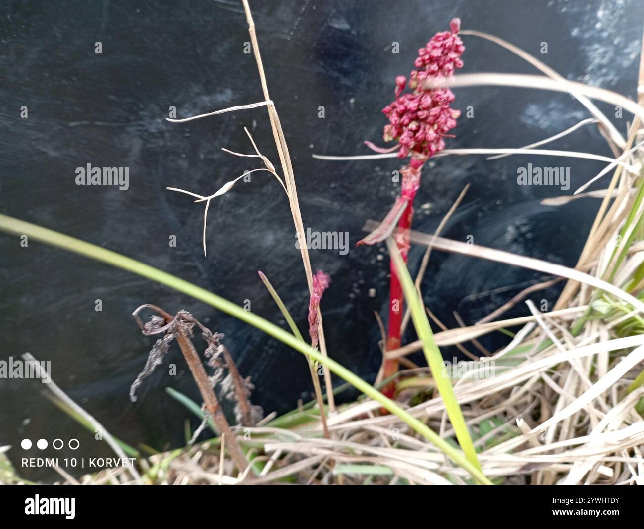 Arctic Dock (Rumex arcticus Stock Photo - Alamy