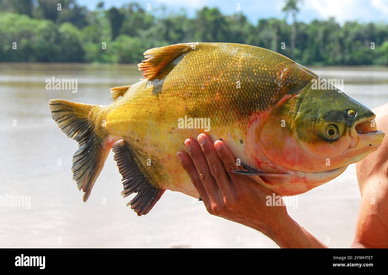 Colossoma macropomum hi-res stock photography and images - Alamy