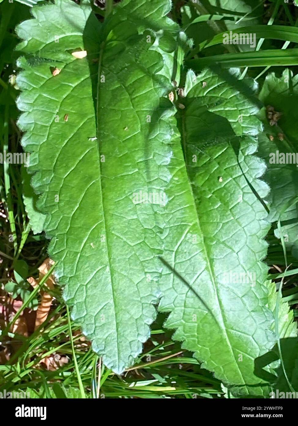 common hedge-nettle (Betonica officinalis Stock Photo - Alamy