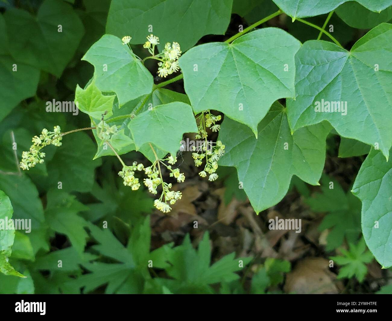 moonseed (Menispermum canadense Stock Photo - Alamy