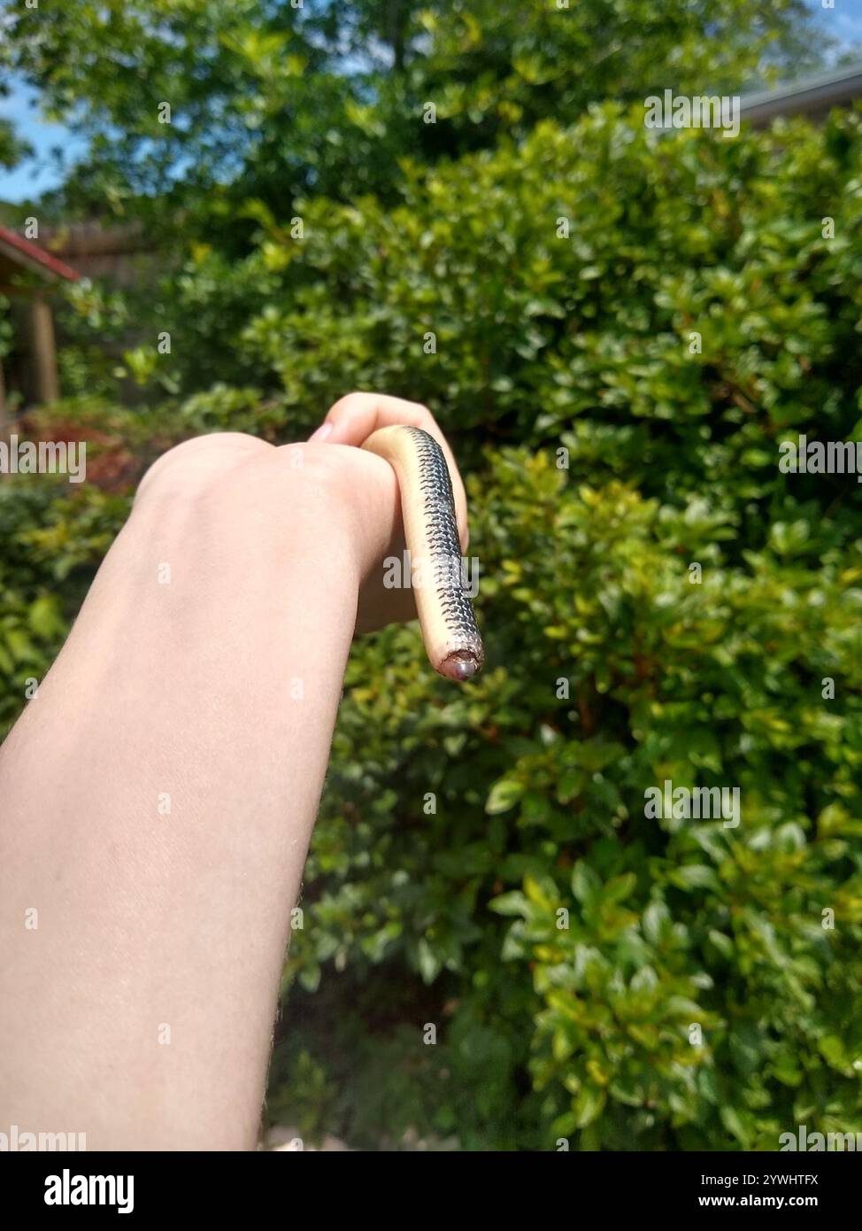 Eastern Glass Lizard (Ophisaurus ventralis Stock Photo - Alamy