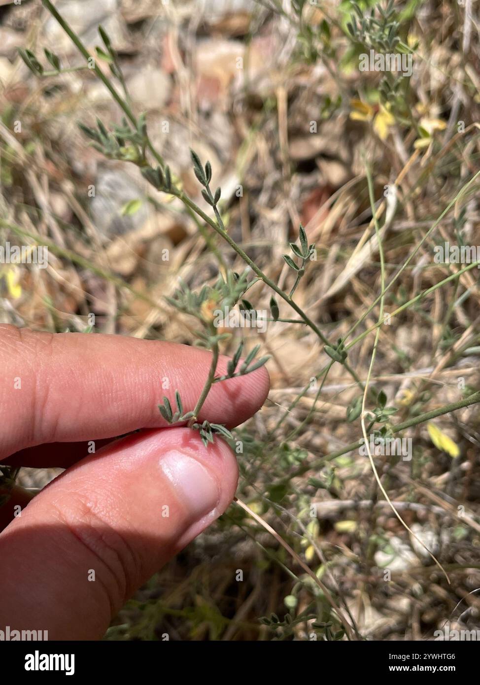 Golden Prairie Clover (Dalea aurea Stock Photo - Alamy