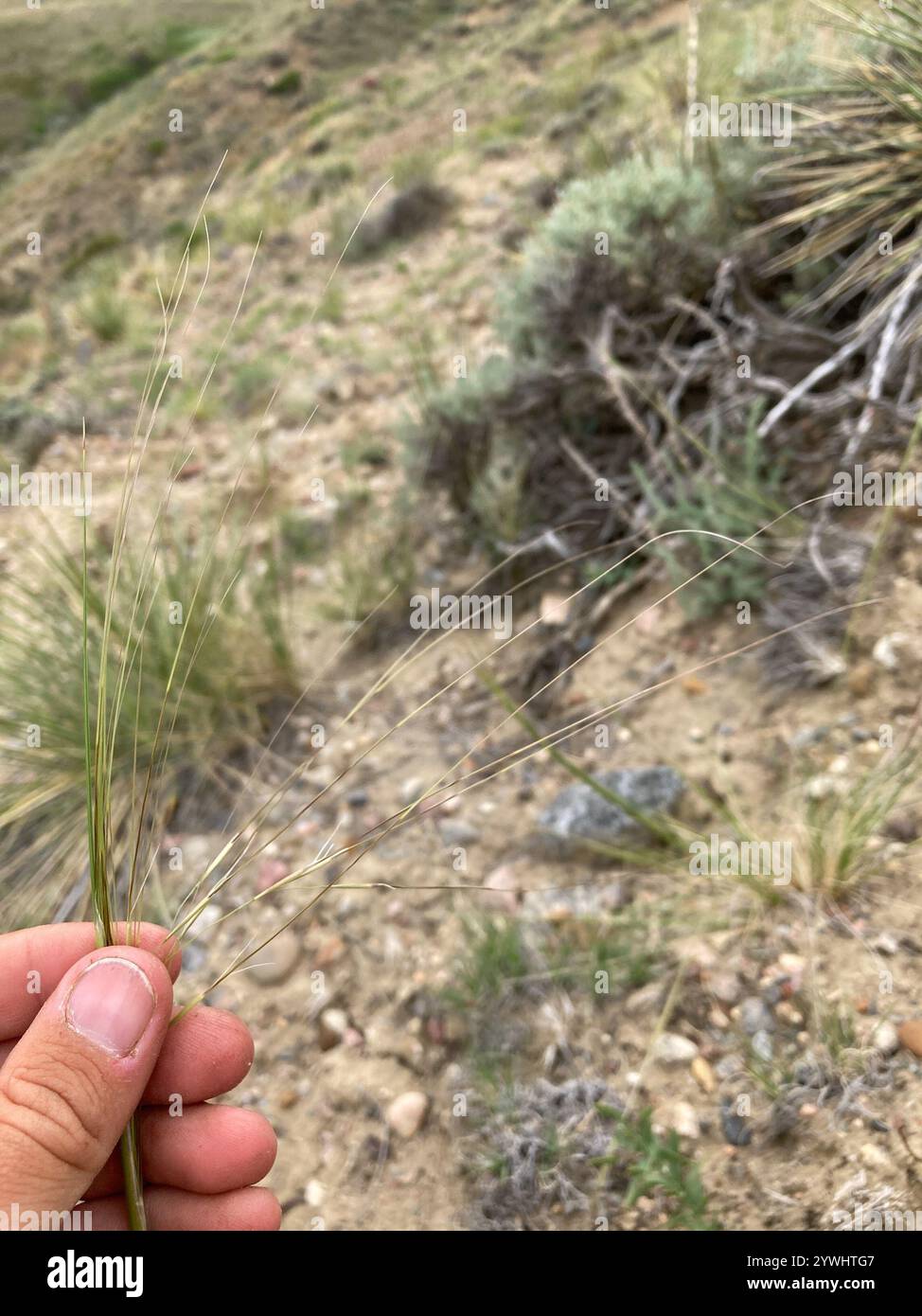 Needle-and-thread Grass (Hesperostipa comata Stock Photo - Alamy