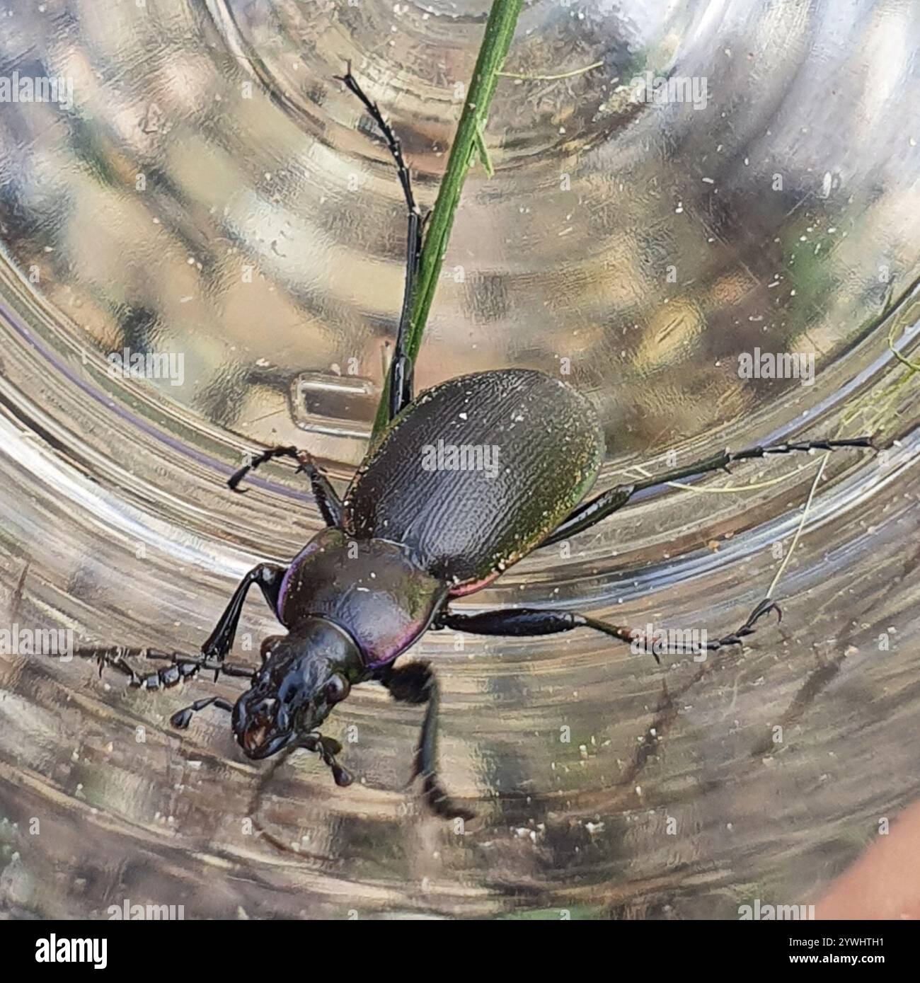 Violet ground beetle (Carabus violaceus Stock Photo - Alamy