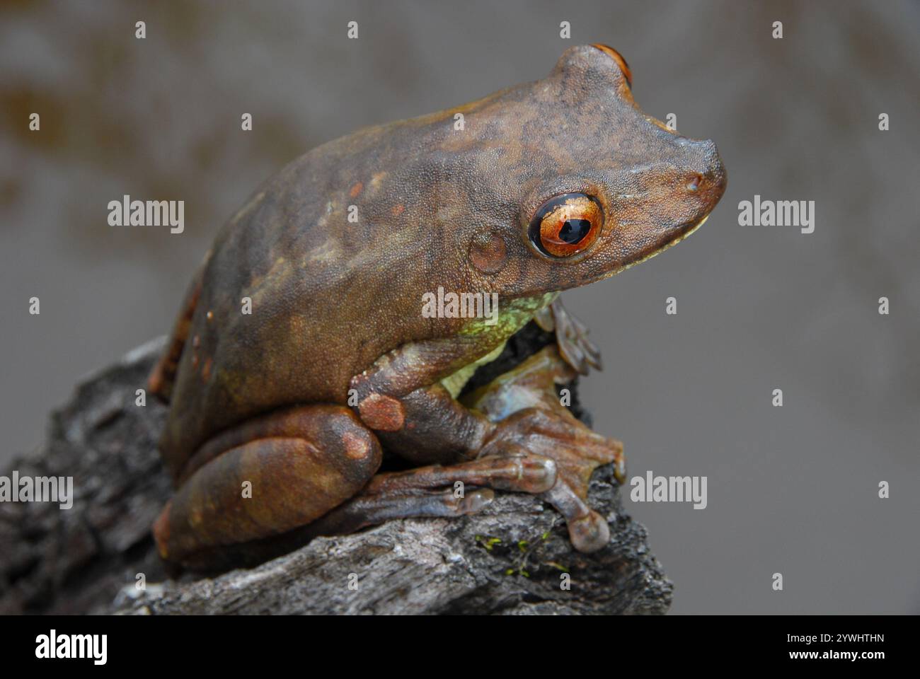 Rusty Tree Frog (Boana boans Stock Photo - Alamy