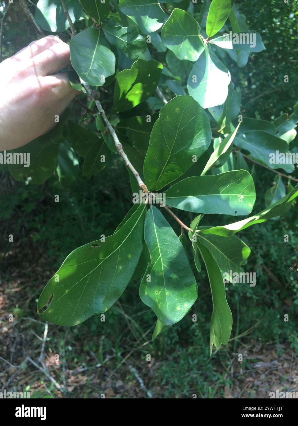 water oak (Quercus nigra Stock Photo - Alamy