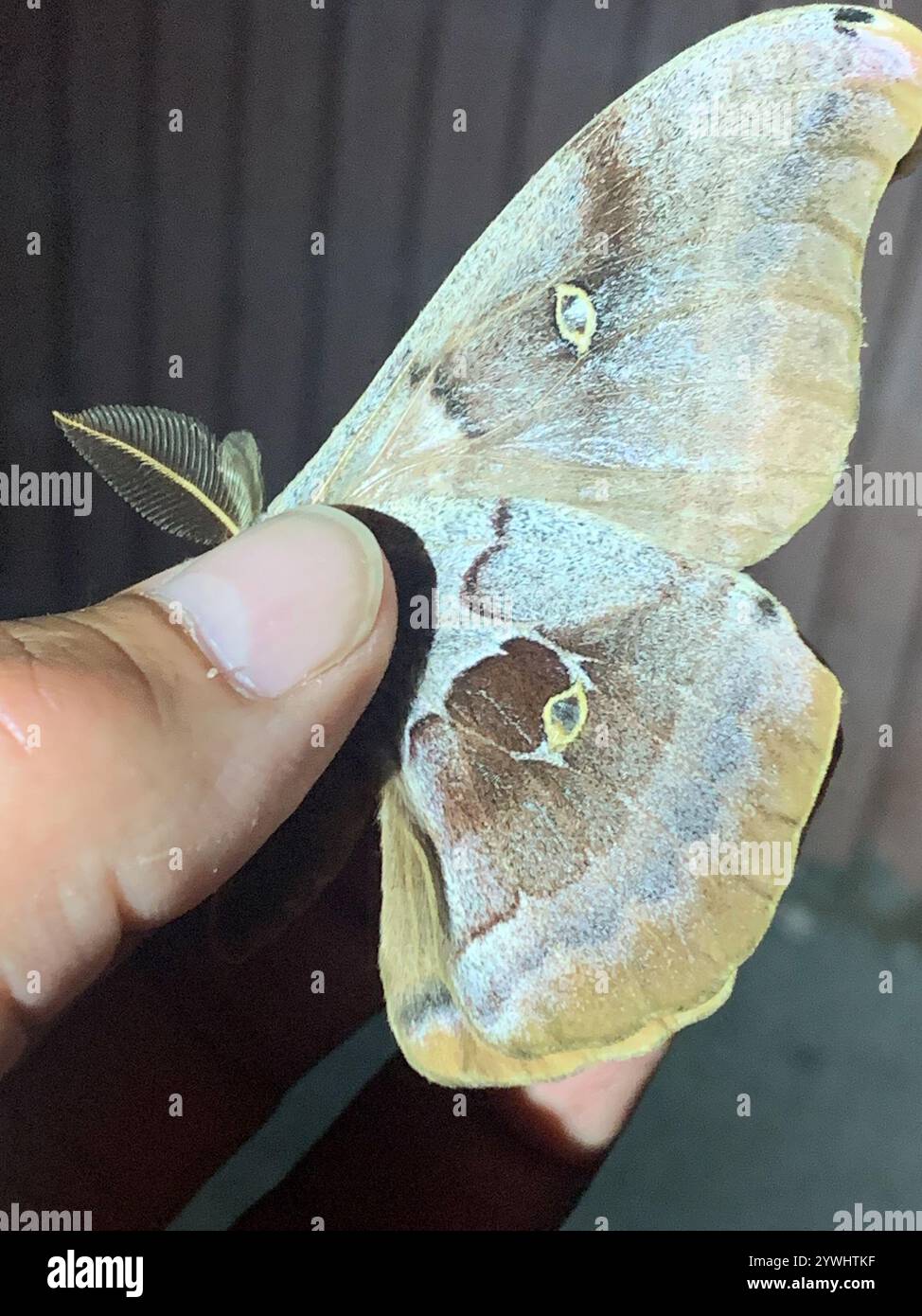 Polyphemus Moth (Antheraea polyphemus Stock Photo - Alamy
