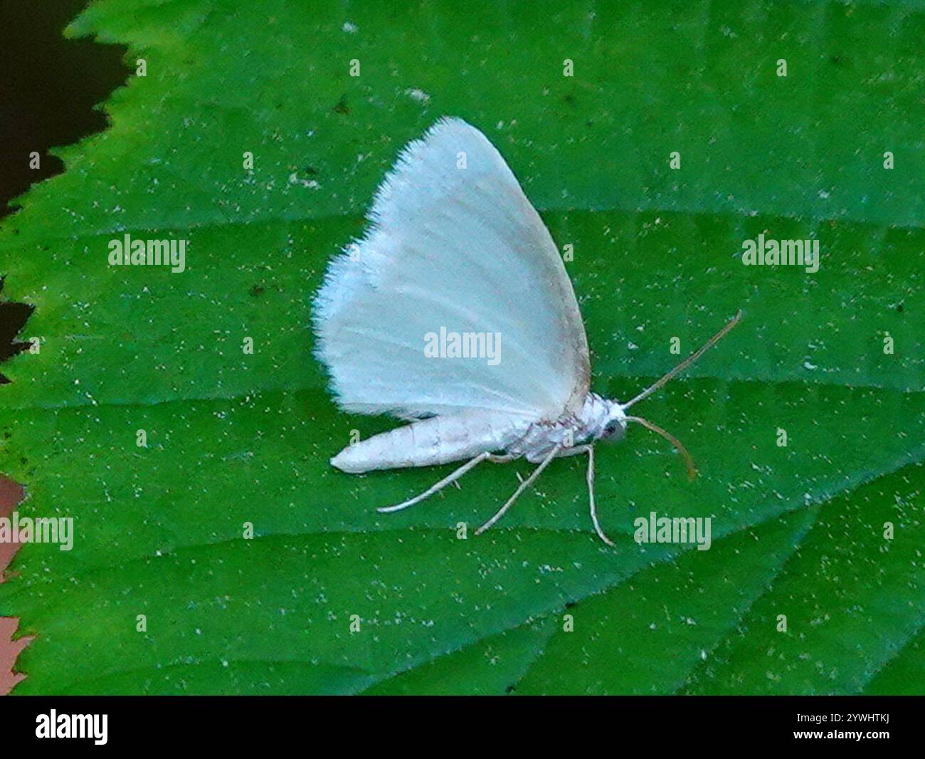 White Spring Moth (Lomographa vestaliata Stock Photo - Alamy