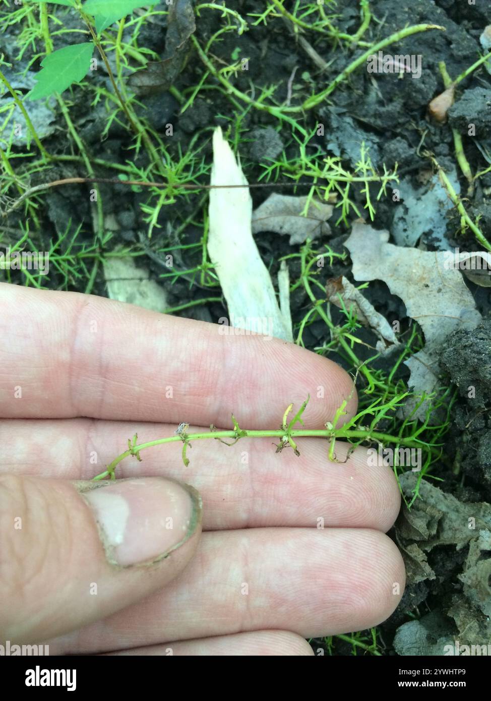 combleaf mermaidweed (Proserpinaca pectinata Stock Photo - Alamy