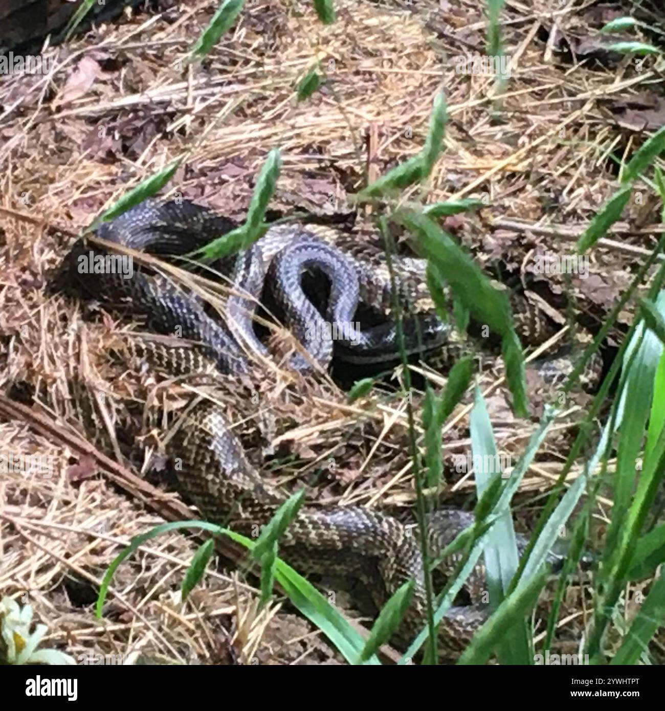Gray Ratsnake (Pantherophis spiloides Stock Photo - Alamy