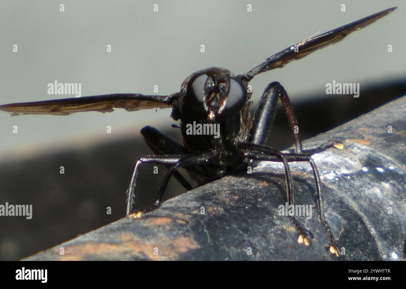 Clubbed Mydas Fly (Mydas clavatus Stock Photo - Alamy