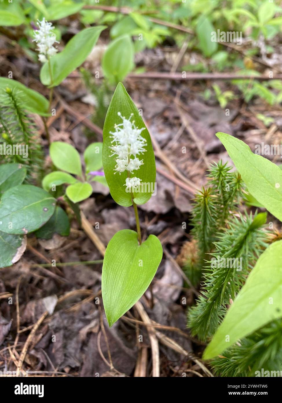 Canada mayflower (Maianthemum canadense Stock Photo - Alamy