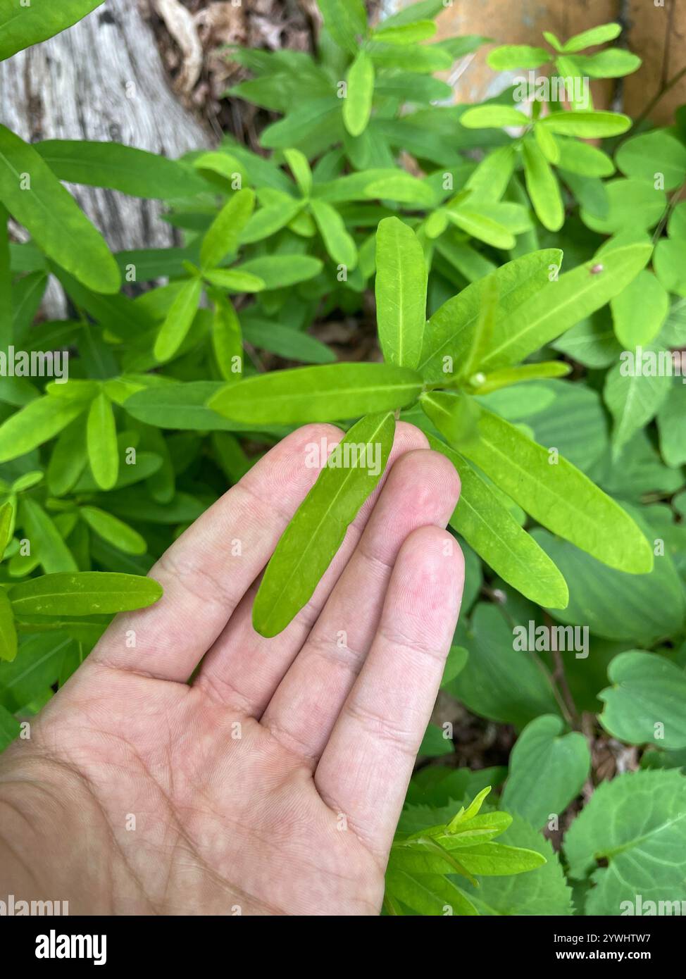 False Flowering Spurge (Euphorbia pubentissima Stock Photo - Alamy