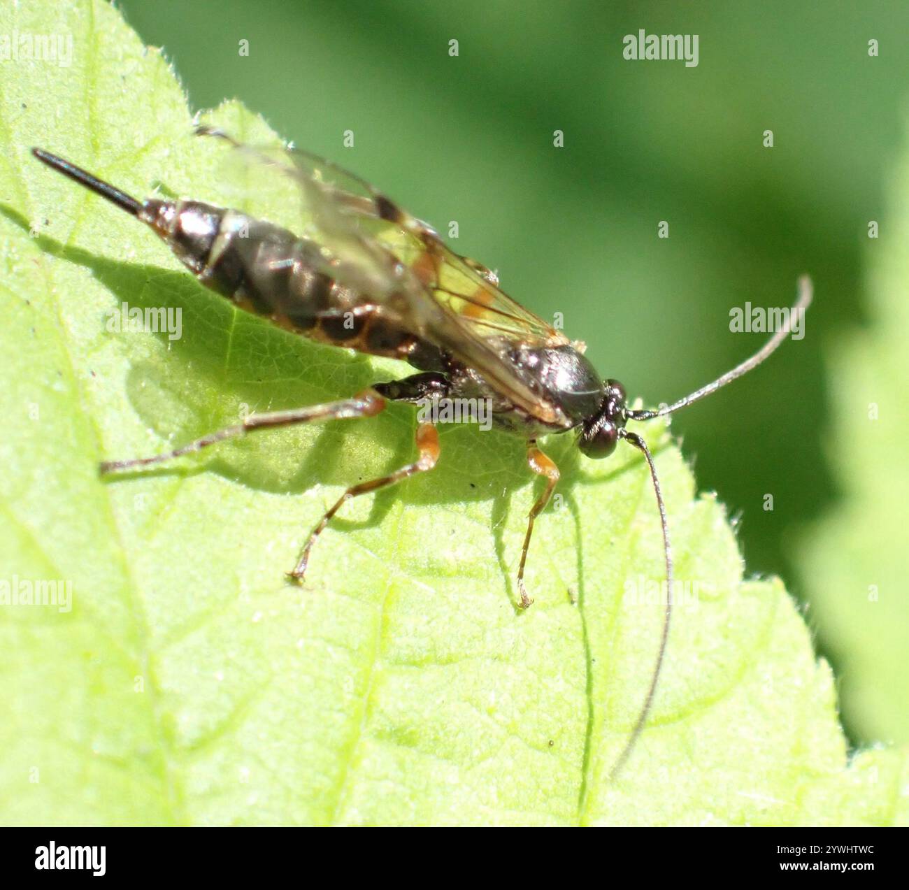 Maculator hi-res stock photography and images - Alamy