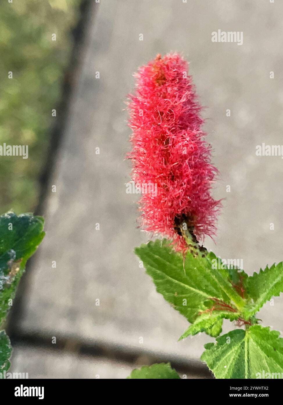 three-seeded mercuries (Acalypha Stock Photo - Alamy