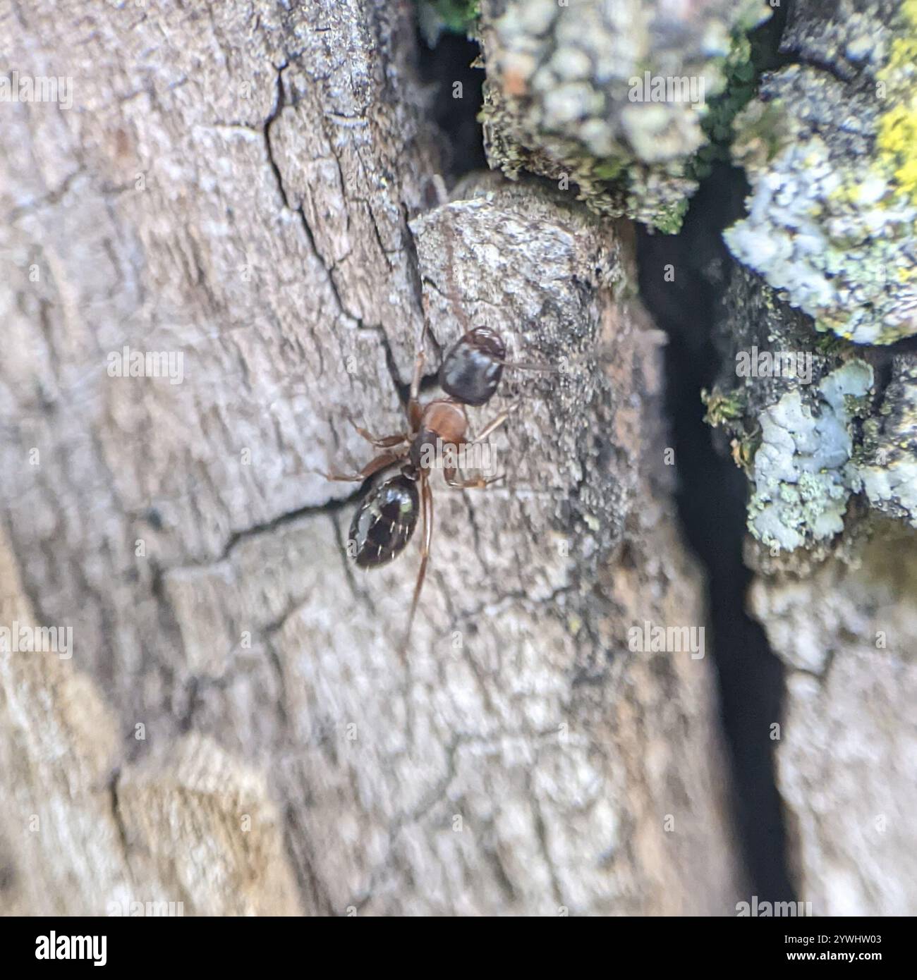 Nearctic Carpenter Ant (Camponotus nearcticus Stock Photo - Alamy