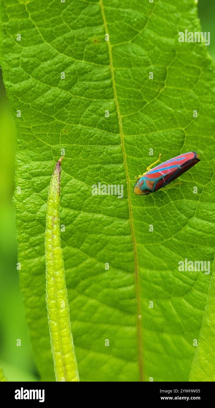 Red-banded Leafhopper (Graphocephala coccinea Stock Photo - Alamy