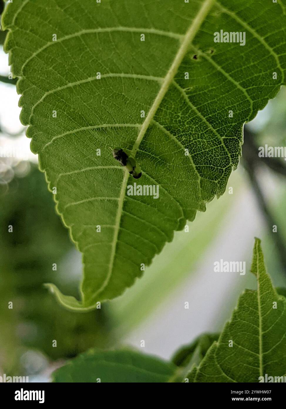 True Bugs, Hoppers, Aphids, and allies (Hemiptera Stock Photo - Alamy
