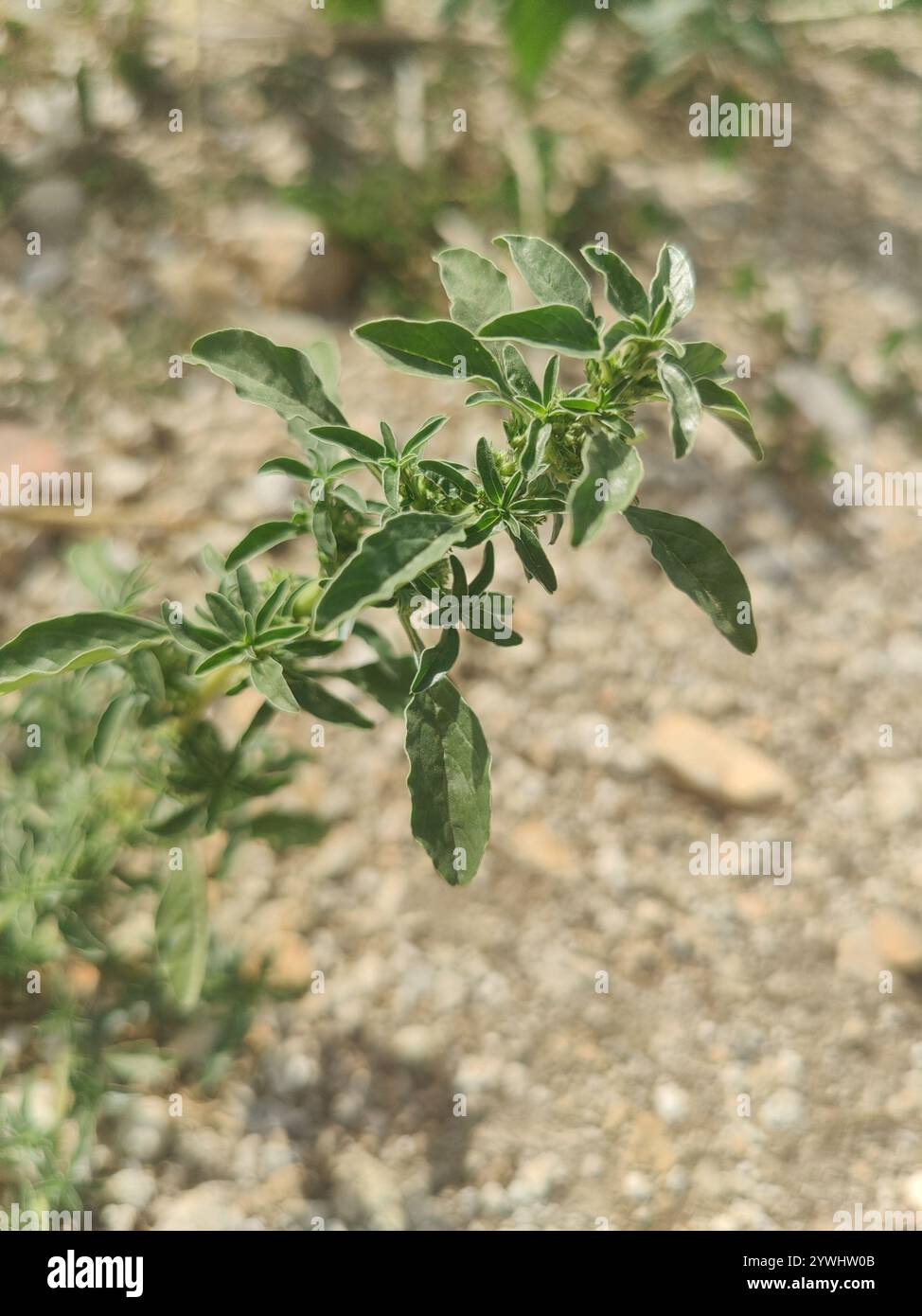 procumbent pigweed (Amaranthus blitoides Stock Photo - Alamy