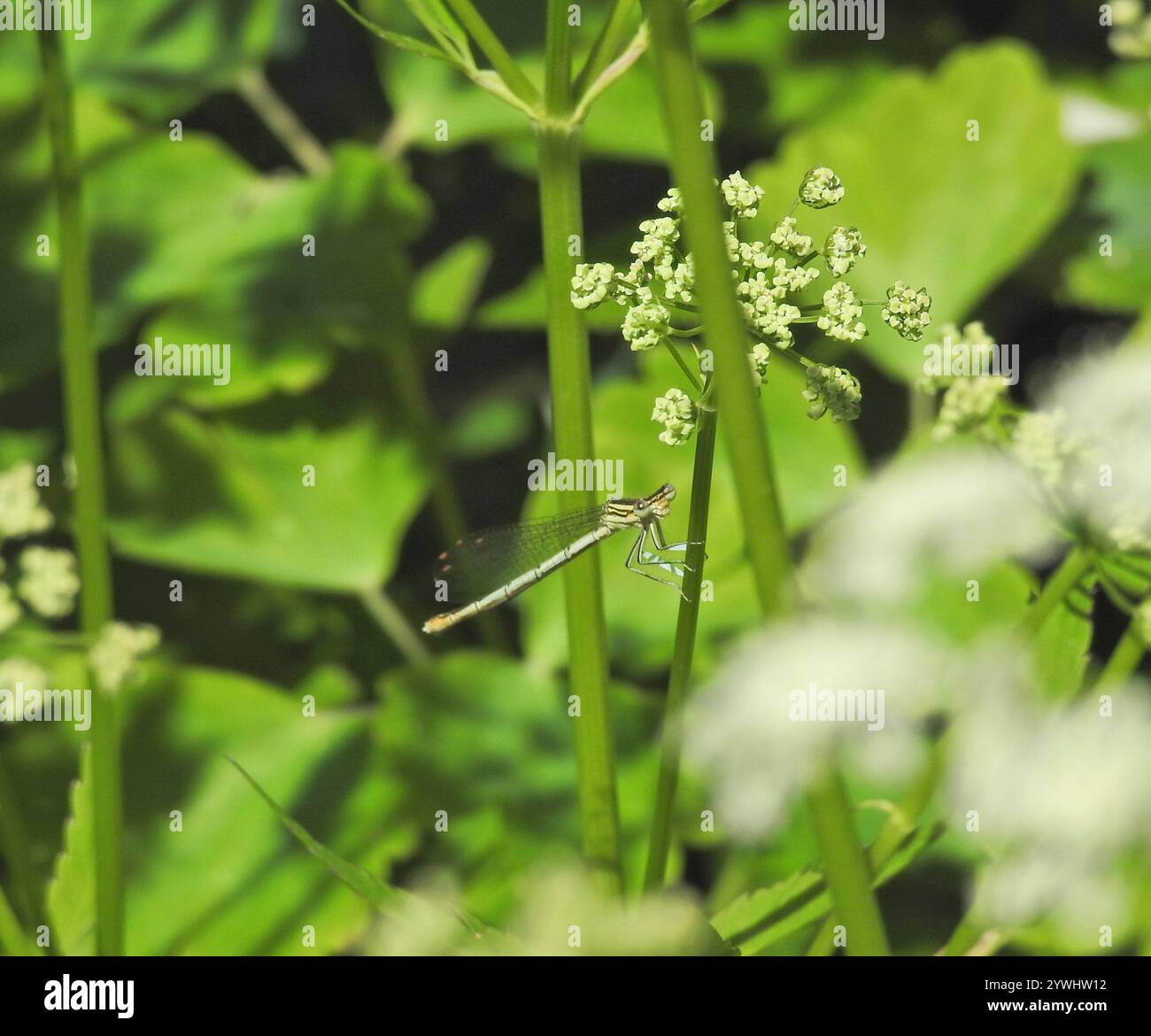 White-legged Damselfly (Platycnemis pennipes Stock Photo - Alamy