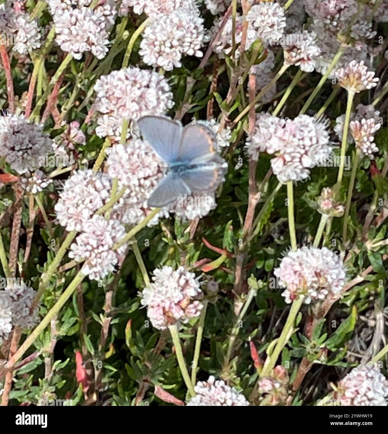 Acmon Blue (Icaricia acmon Stock Photo - Alamy