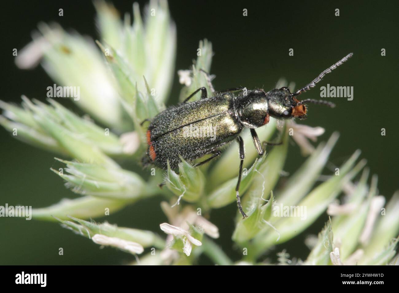 Common Malachite-beetle (Malachius bipustulatus Stock Photo - Alamy