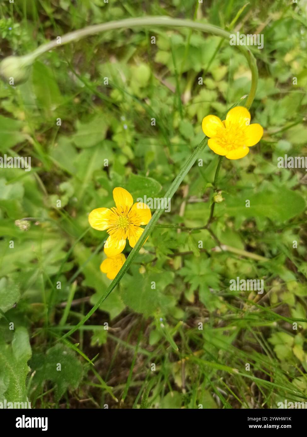 Creeping buttercup (Ranunculus repens Stock Photo - Alamy