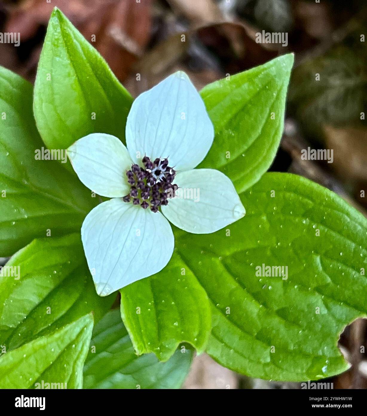 Western Bunchberry (Cornus unalaschkensis Stock Photo - Alamy