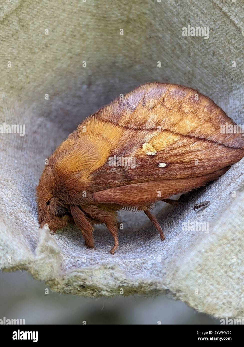 Drinker Moth (Euthrix potatoria Stock Photo - Alamy