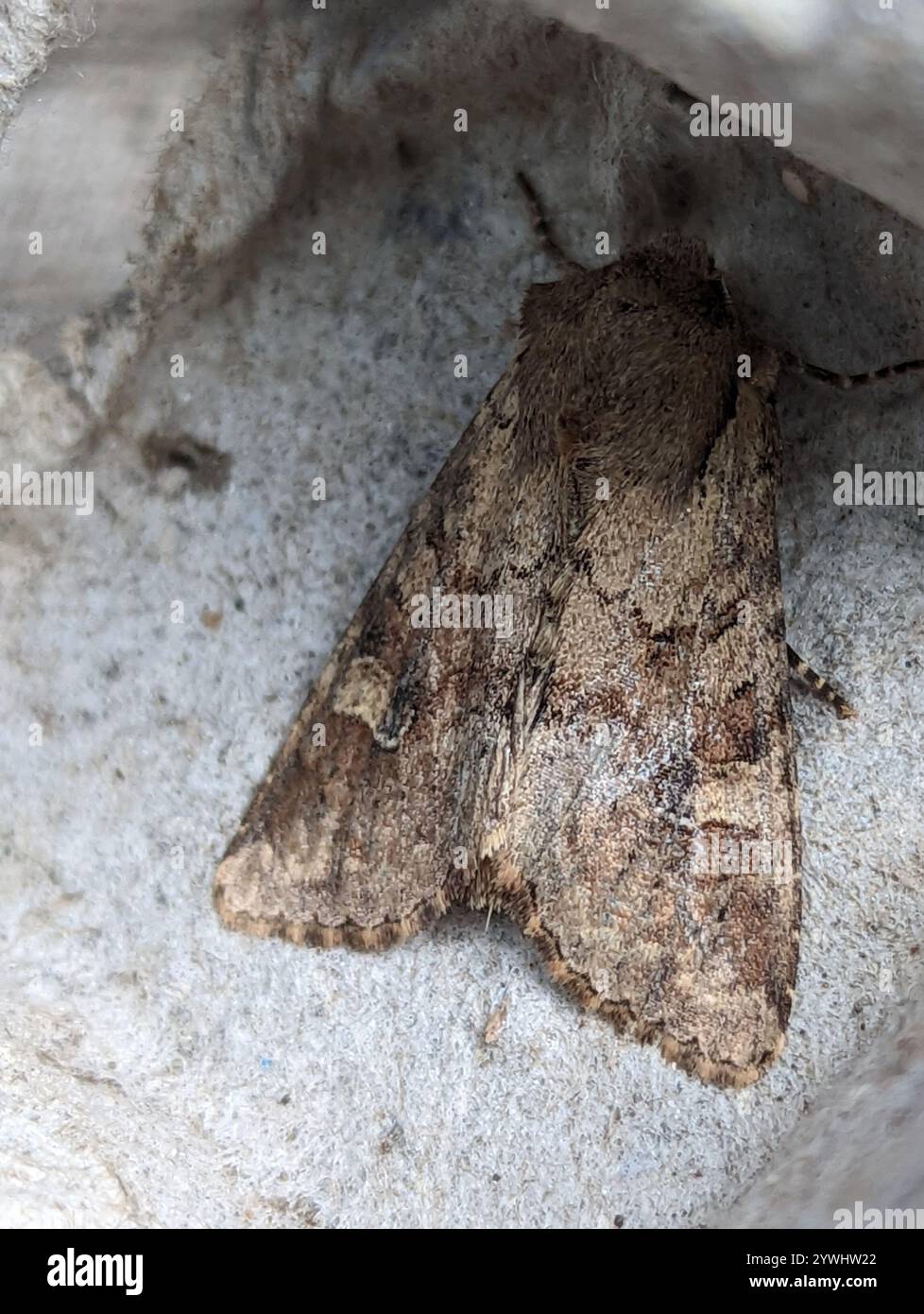 Sordens hi-res stock photography and images - Alamy