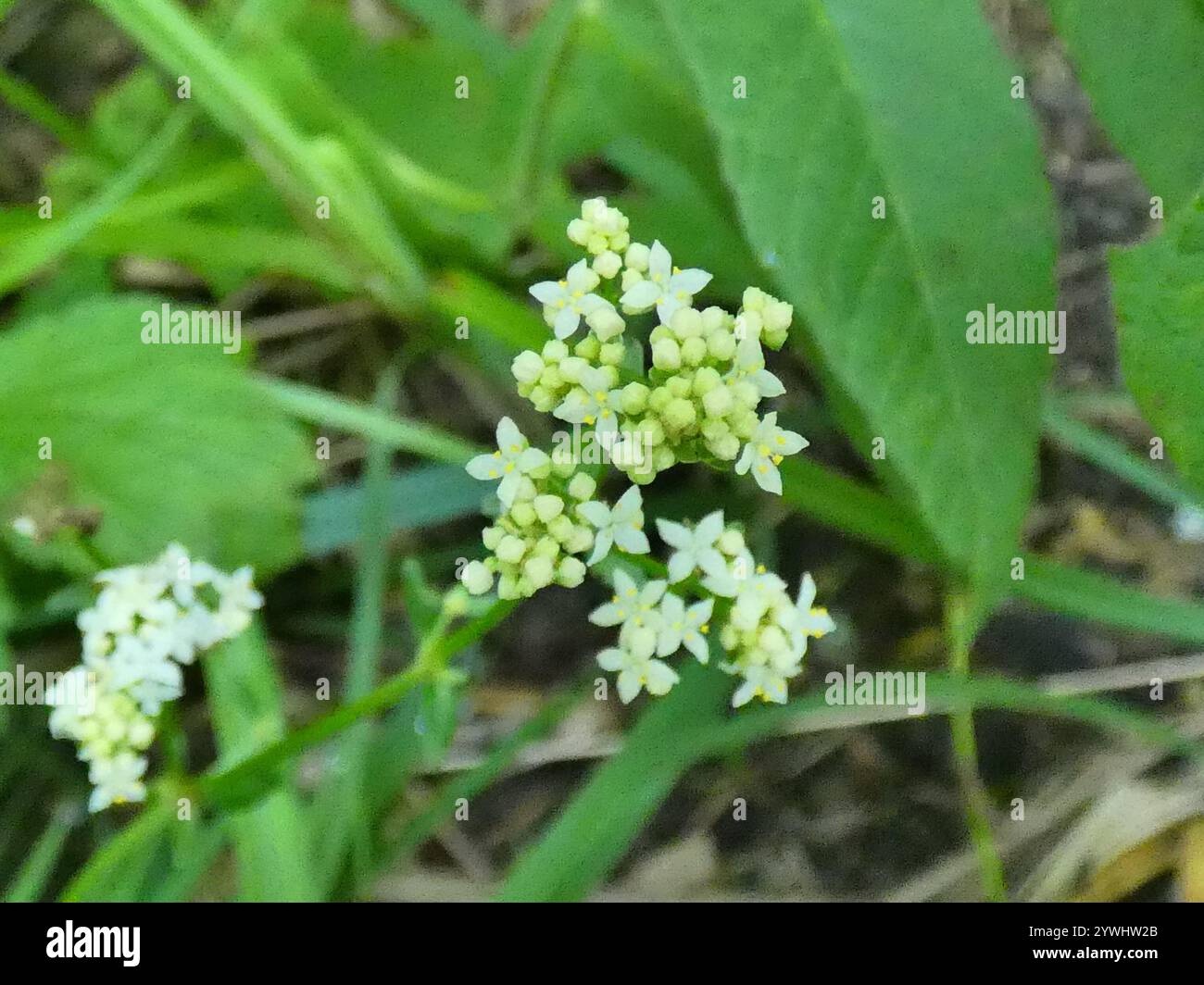white bedstraw (Galium album Stock Photo - Alamy
