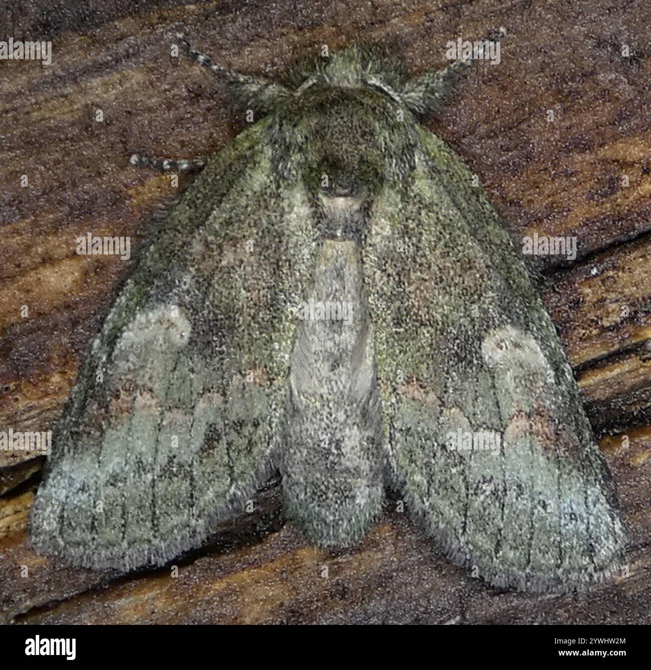 Saddled Prominent (Cecrita guttivitta Stock Photo - Alamy