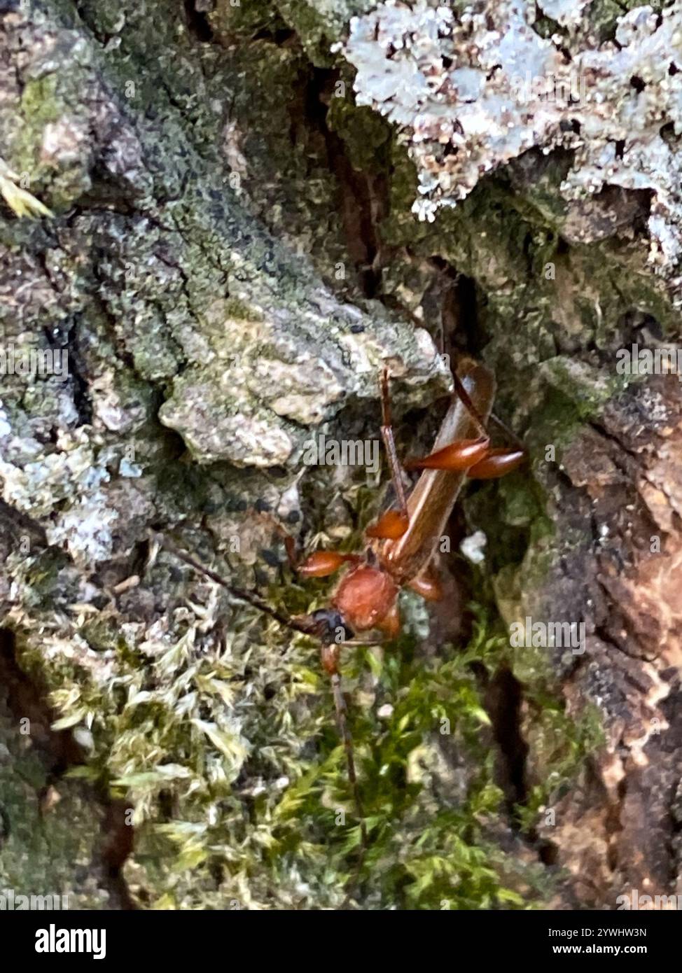 Tanbark Borer (Phymatodes testaceus Stock Photo - Alamy