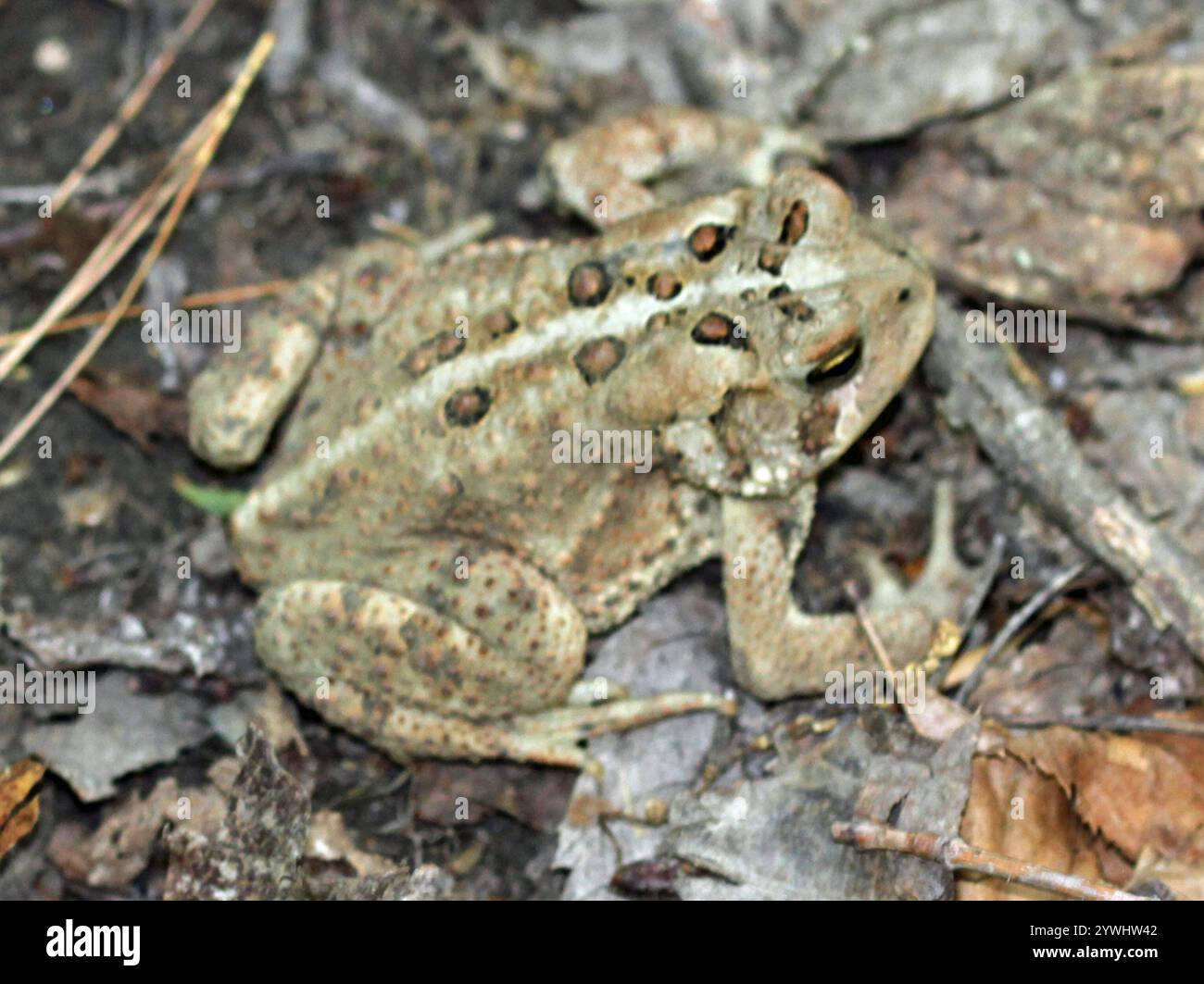 American Toad (Anaxyrus americanus Stock Photo - Alamy