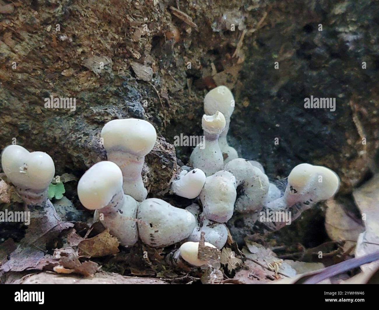 dead man's fingers (Xylaria polymorpha Stock Photo - Alamy