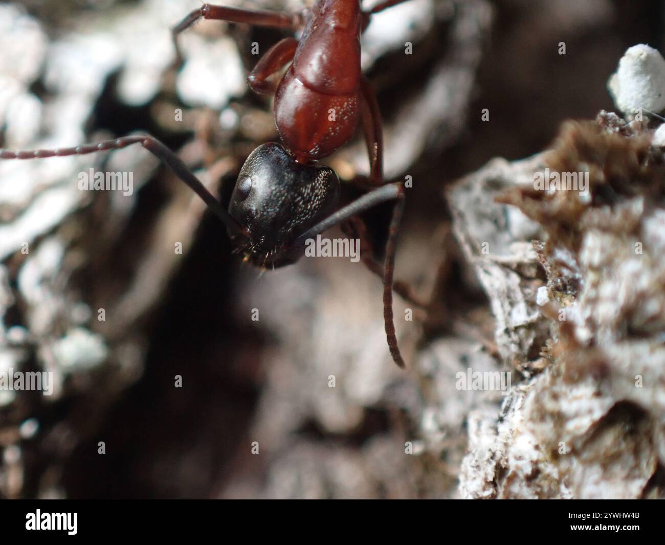 Camponotus vicinus hi-res stock photography and images - Alamy