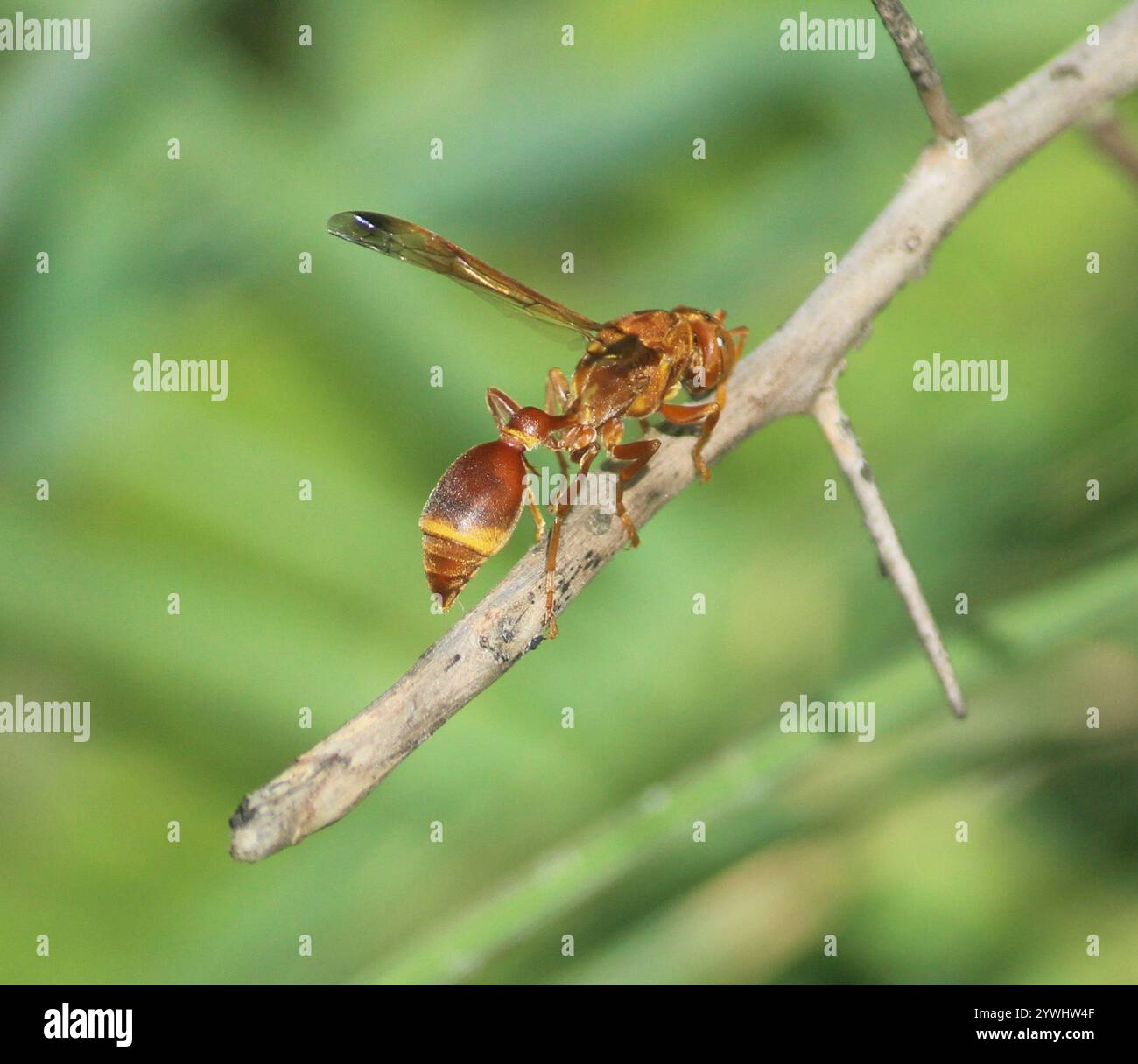 Small Paper Wasps (Ropalidia Stock Photo - Alamy