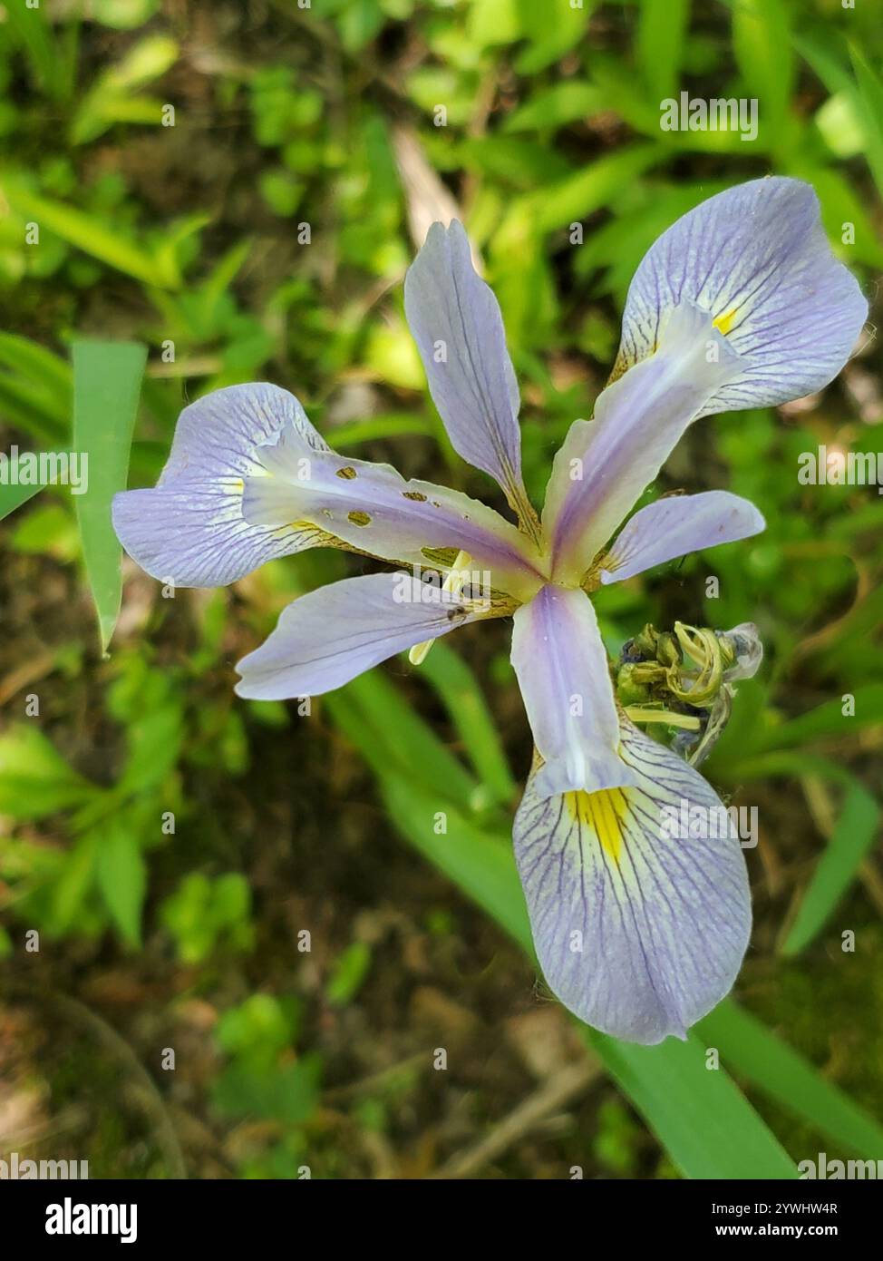 southern blue flag (Iris virginica Stock Photo - Alamy