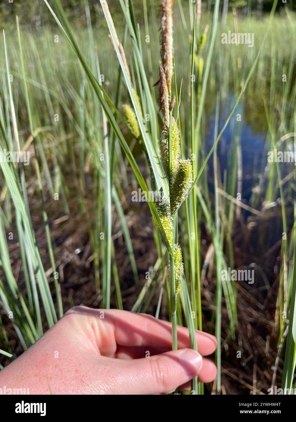 water sedge (Carex aquatilis Stock Photo - Alamy