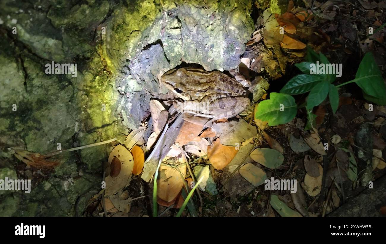 Spotted Foam-nest Frog (Leptodactylus insularum Stock Photo - Alamy