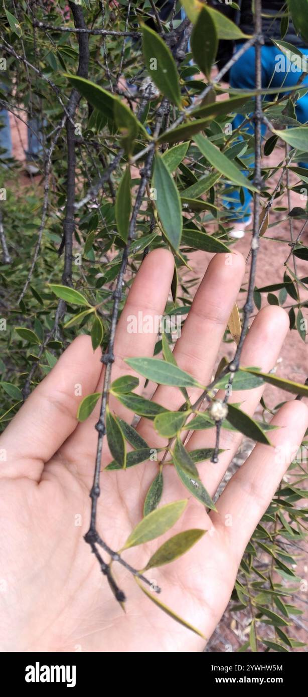 Aspidosperma quebracho hi-res stock photography and images - Alamy