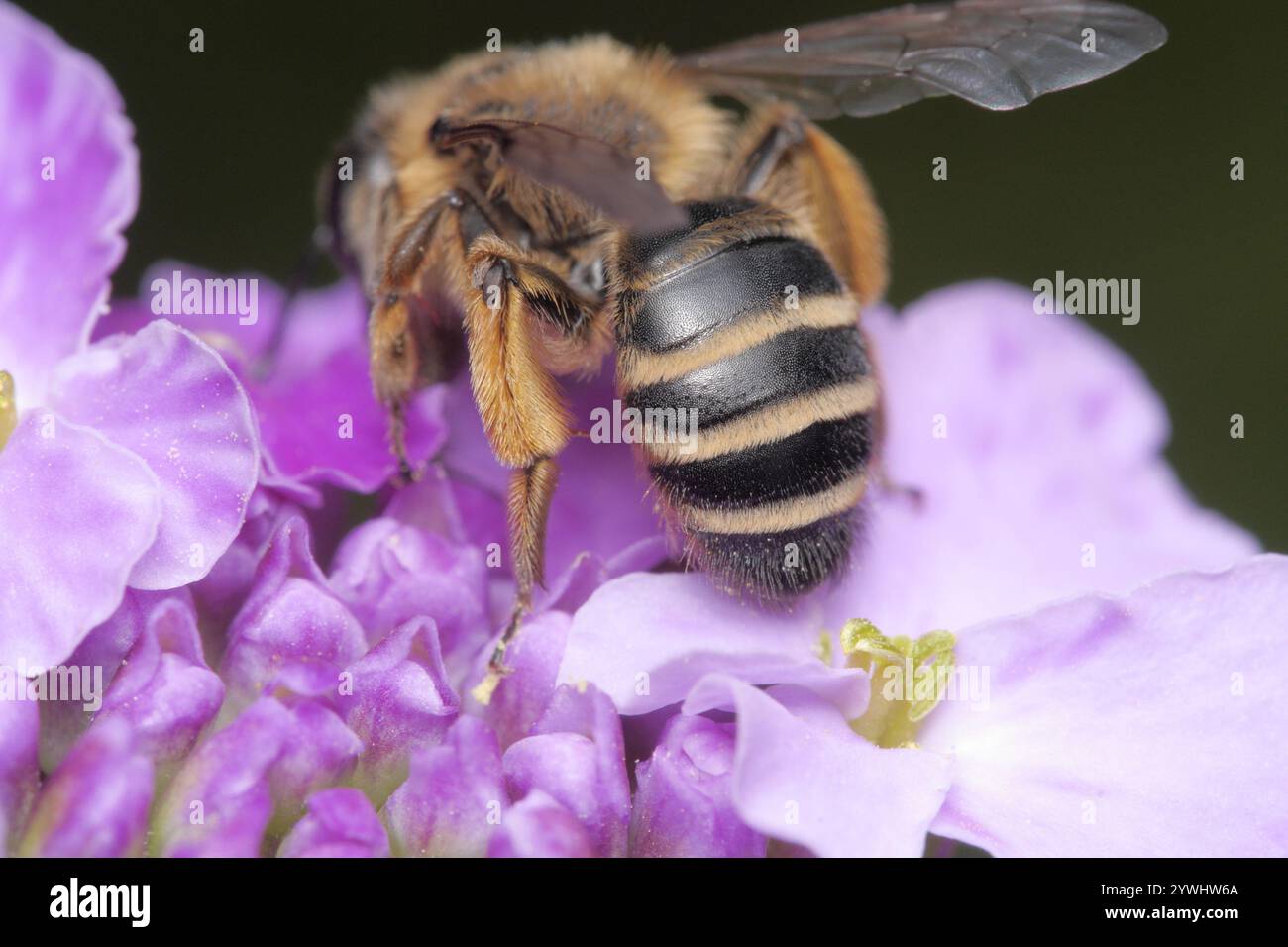Yellow-legged Mining Bee (Andrena flavipes Stock Photo - Alamy
