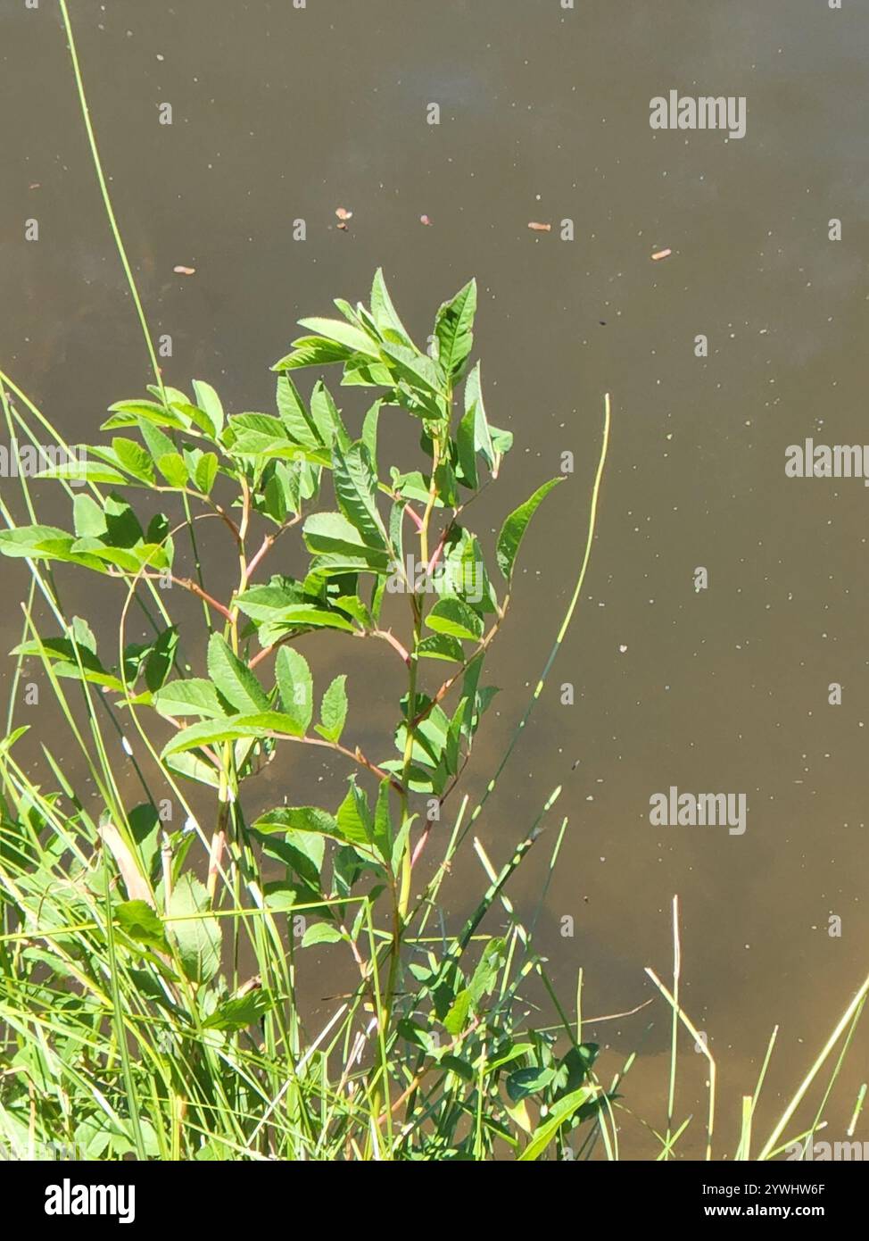 swamp rose (Rosa palustris Stock Photo - Alamy