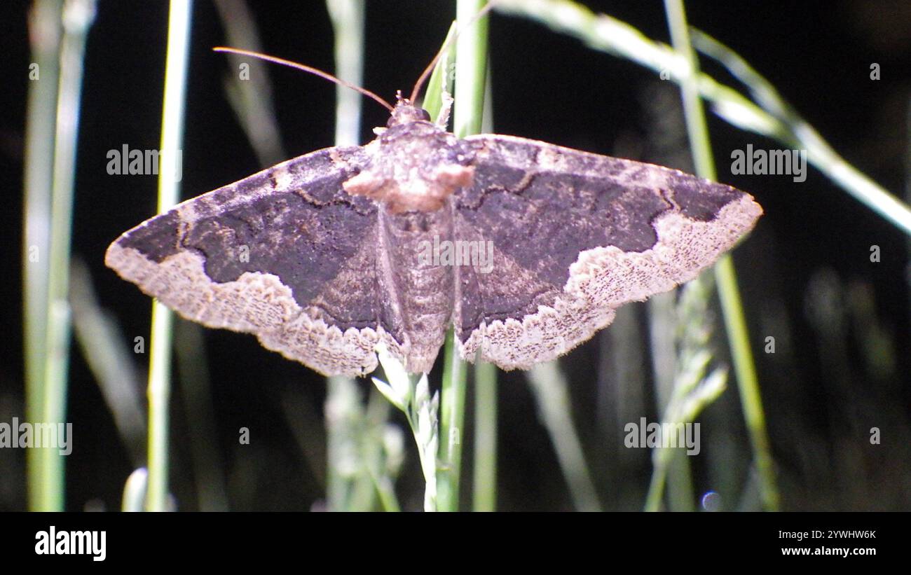 Horrid Zale Moth (Zale horrida Stock Photo - Alamy