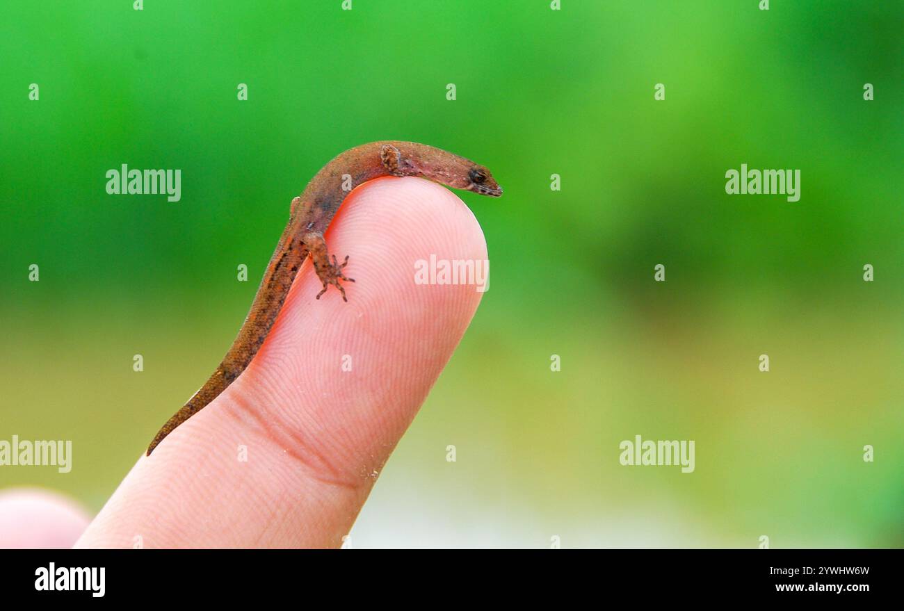 Amazon Pygmy Gecko (Pseudogonatodes guianensis Stock Photo - Alamy