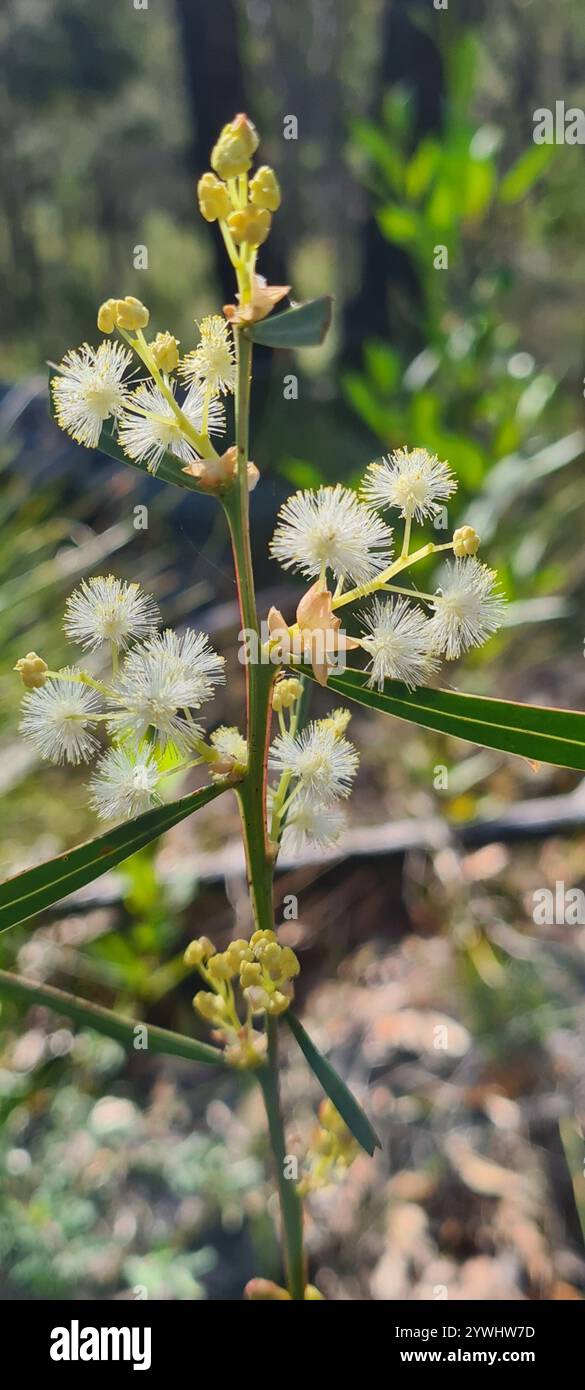 Sweet Wattle (Acacia suaveolens Stock Photo - Alamy