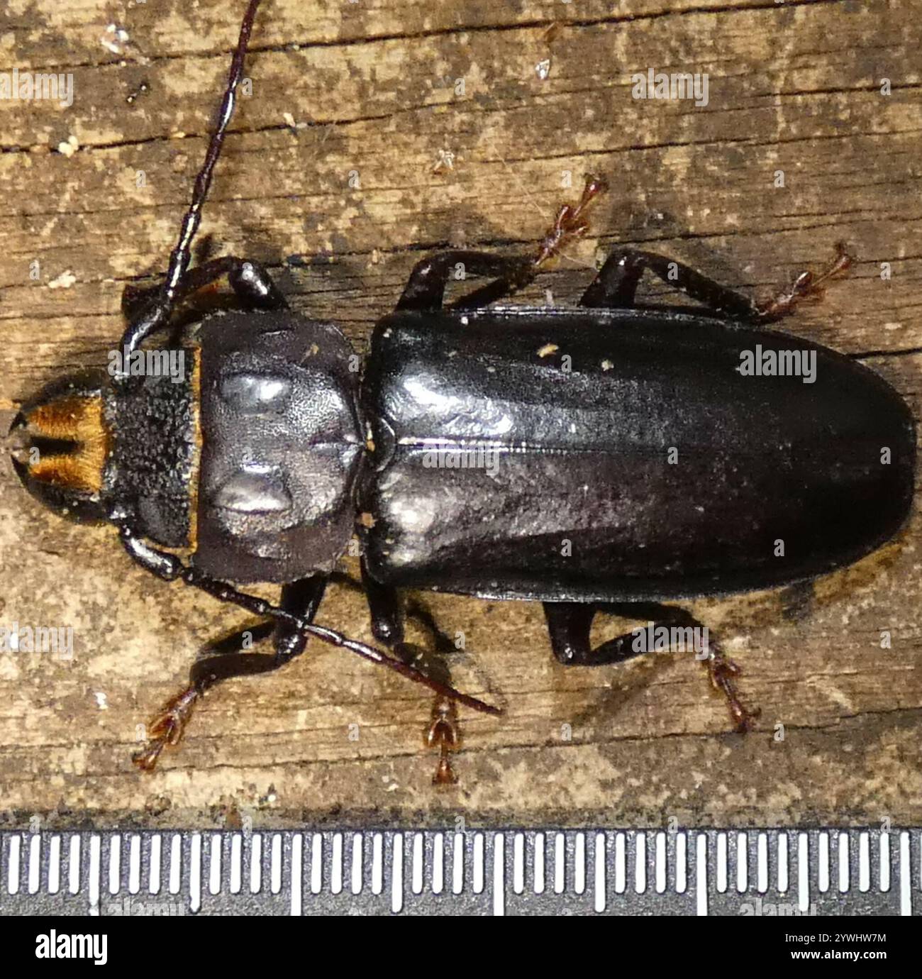 Hardwood Stump Borer (Mallodon dasystomus Stock Photo - Alamy